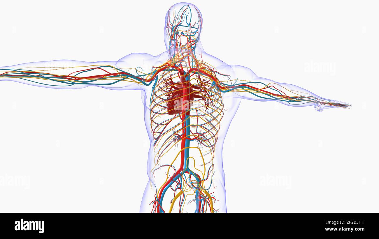 Human heart anatomy for medical concept 3D illustration Stock Photo - Alamy