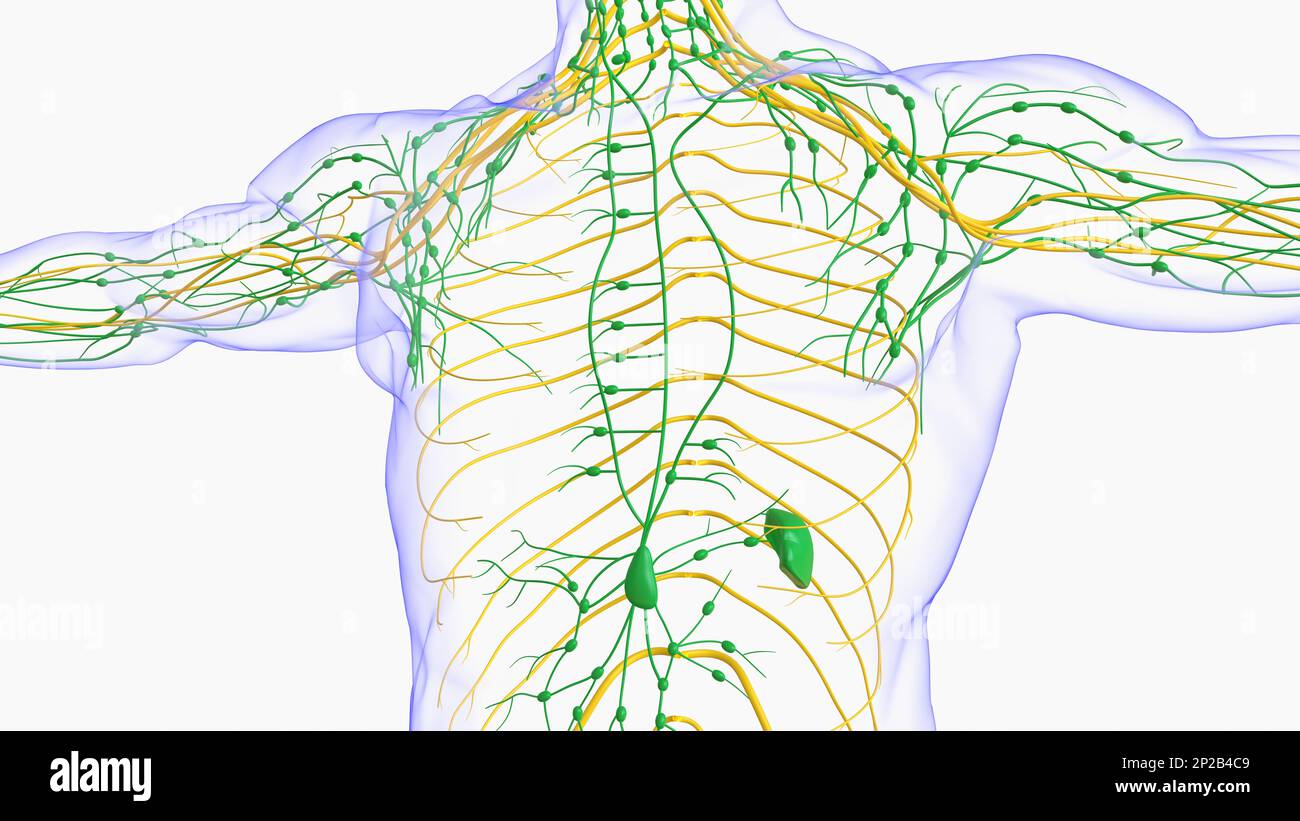 Human lymph nodes anatomy for medical concept 3D illustration Stock ...
