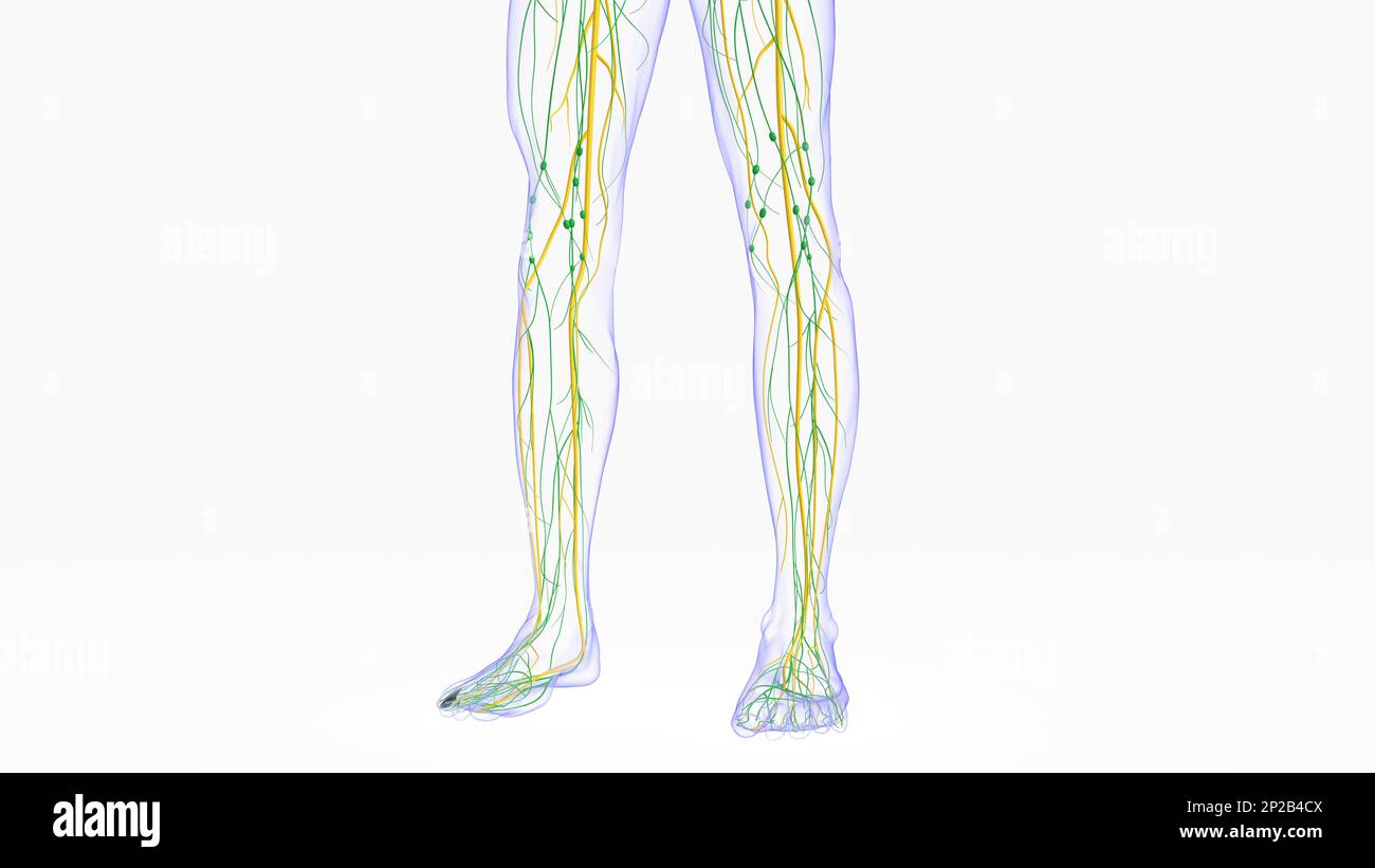 Human lymph nodes anatomy for medical concept 3D illustration Stock ...