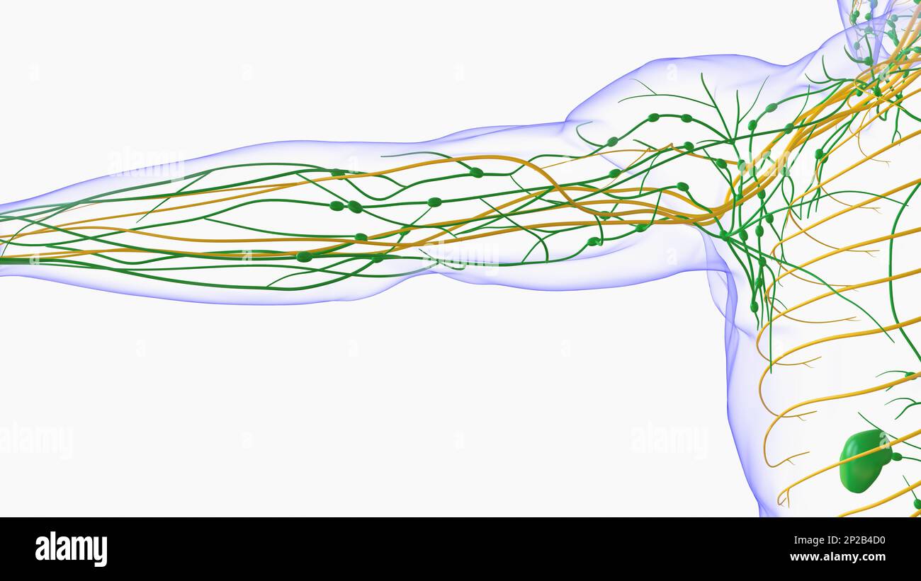 Human lymph nodes anatomy for medical concept 3D illustration Stock ...