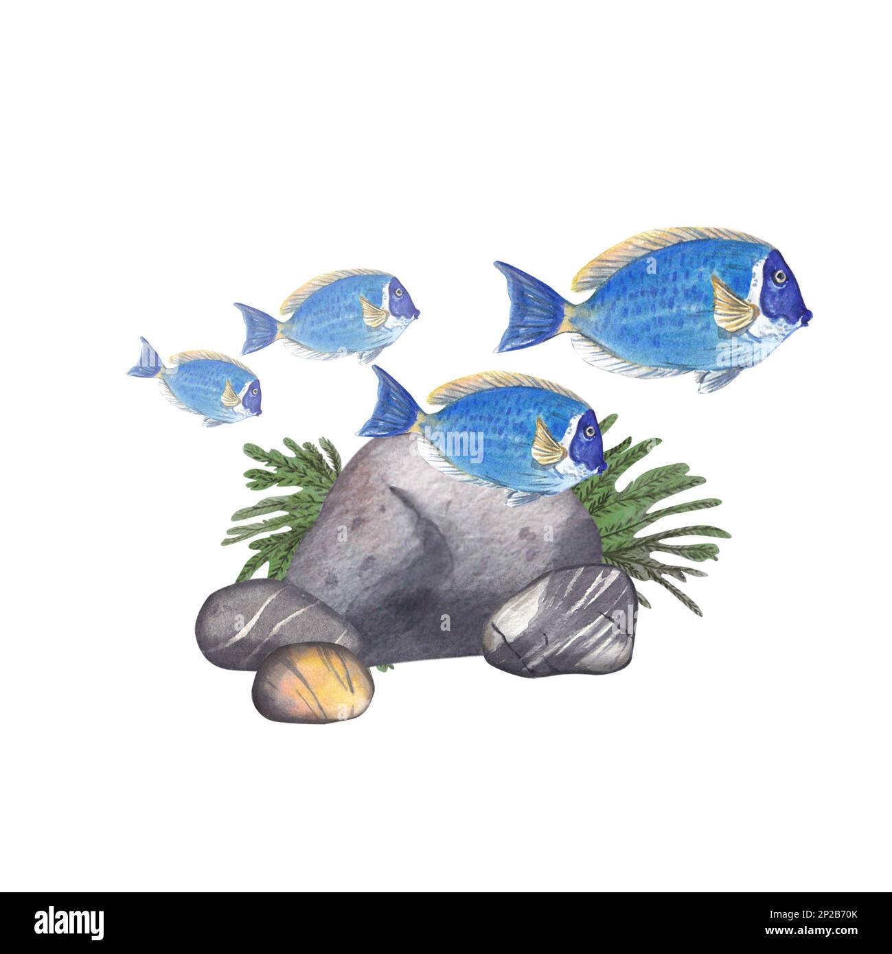 Tropical blue fish swim near rocks and algae isolated on a white ...