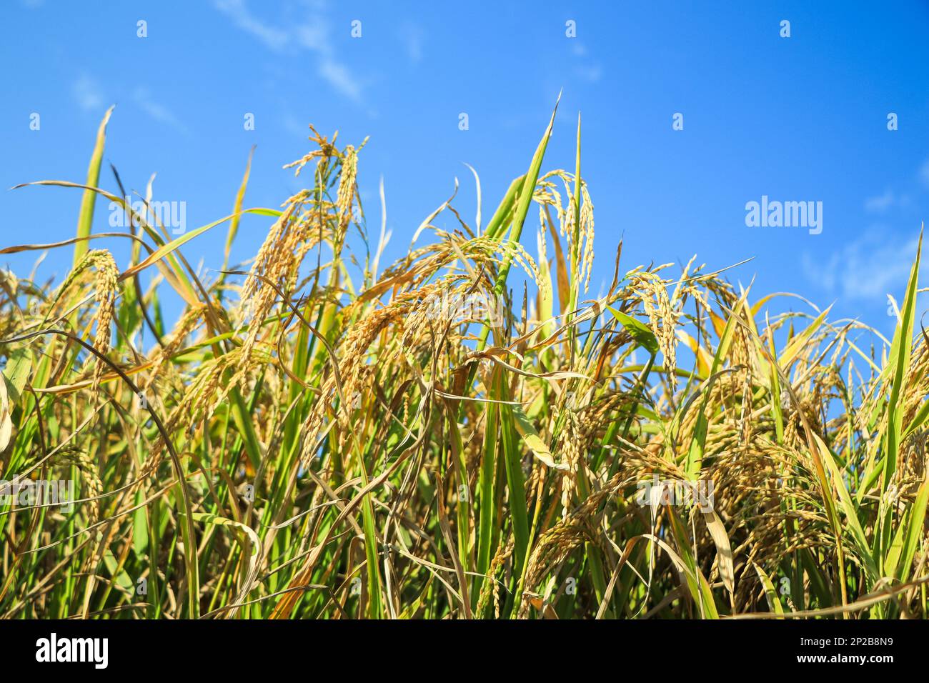 Ears of rice and blue sky. Close-up of the rice ears Stock Photo - Alamy