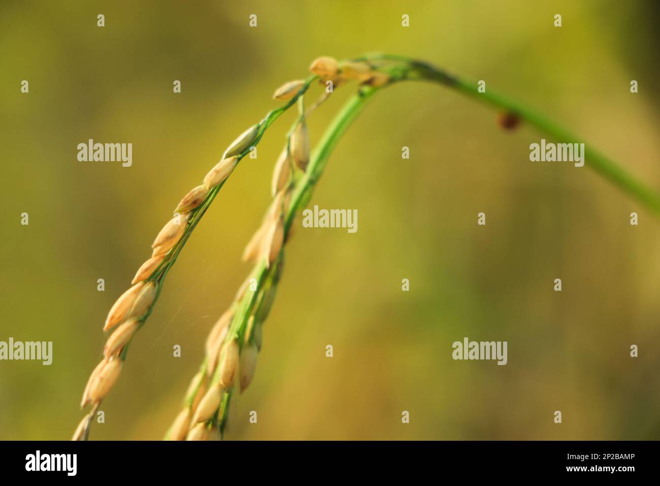 Golden rice paddy rice ear closeup growing in autumn paddy field Stock ...