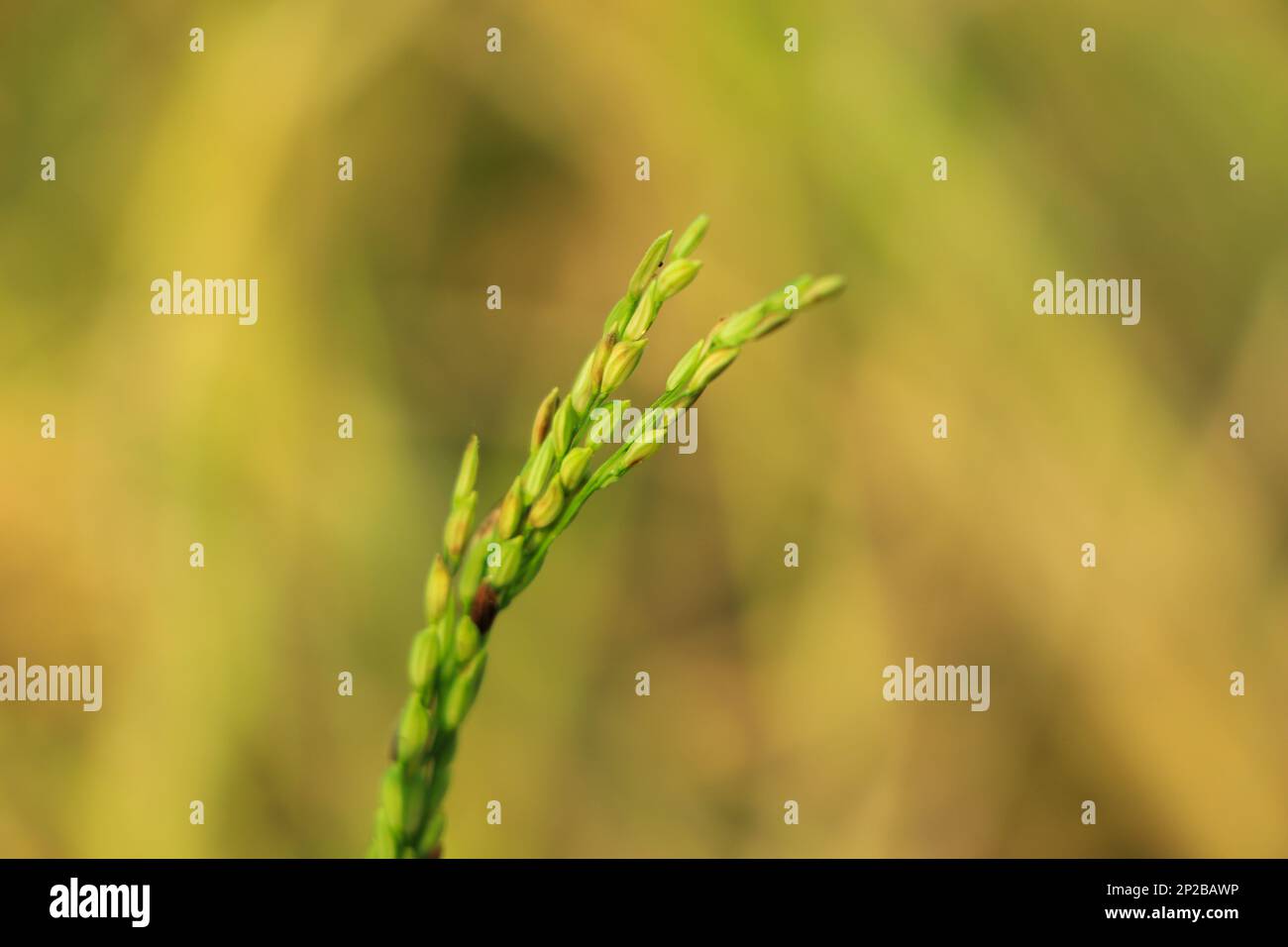 Ear of rice. Close-up to rice seeds in ear of paddy. Beautiful golden ...