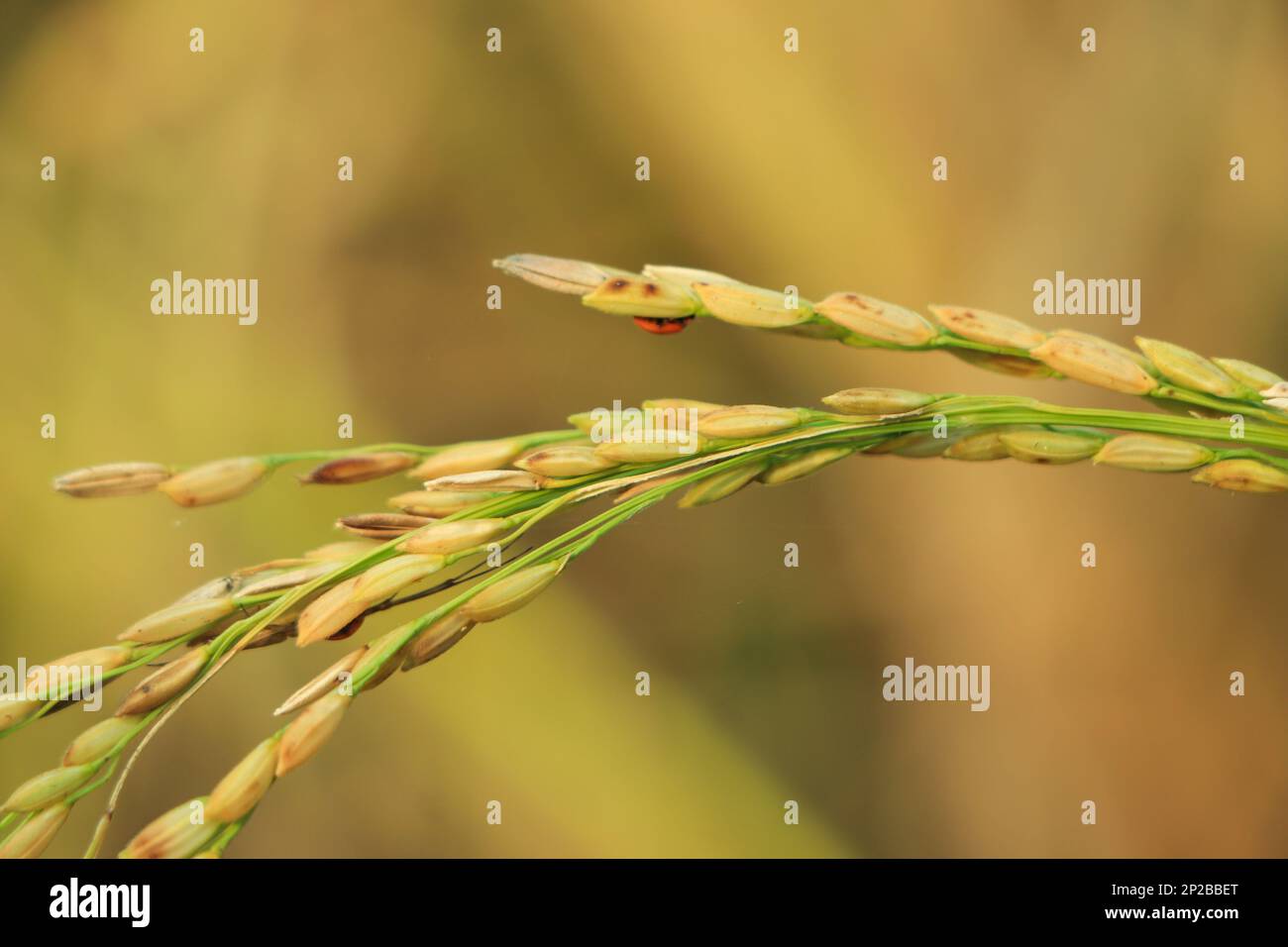 Ear of rice. Close-up to rice seeds in ear of paddy. Beautiful golden ...