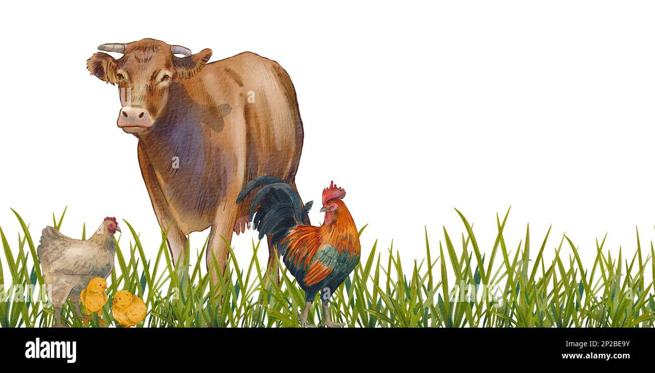 Banner with farm animals in the grass isolated on a white background ...
