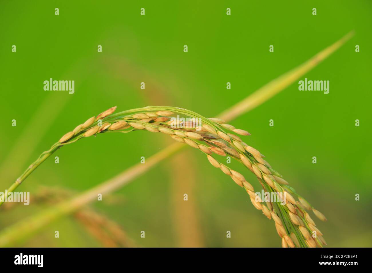 Ear of rice. Close-up to rice seeds in ear of paddy. Beautiful golden ...