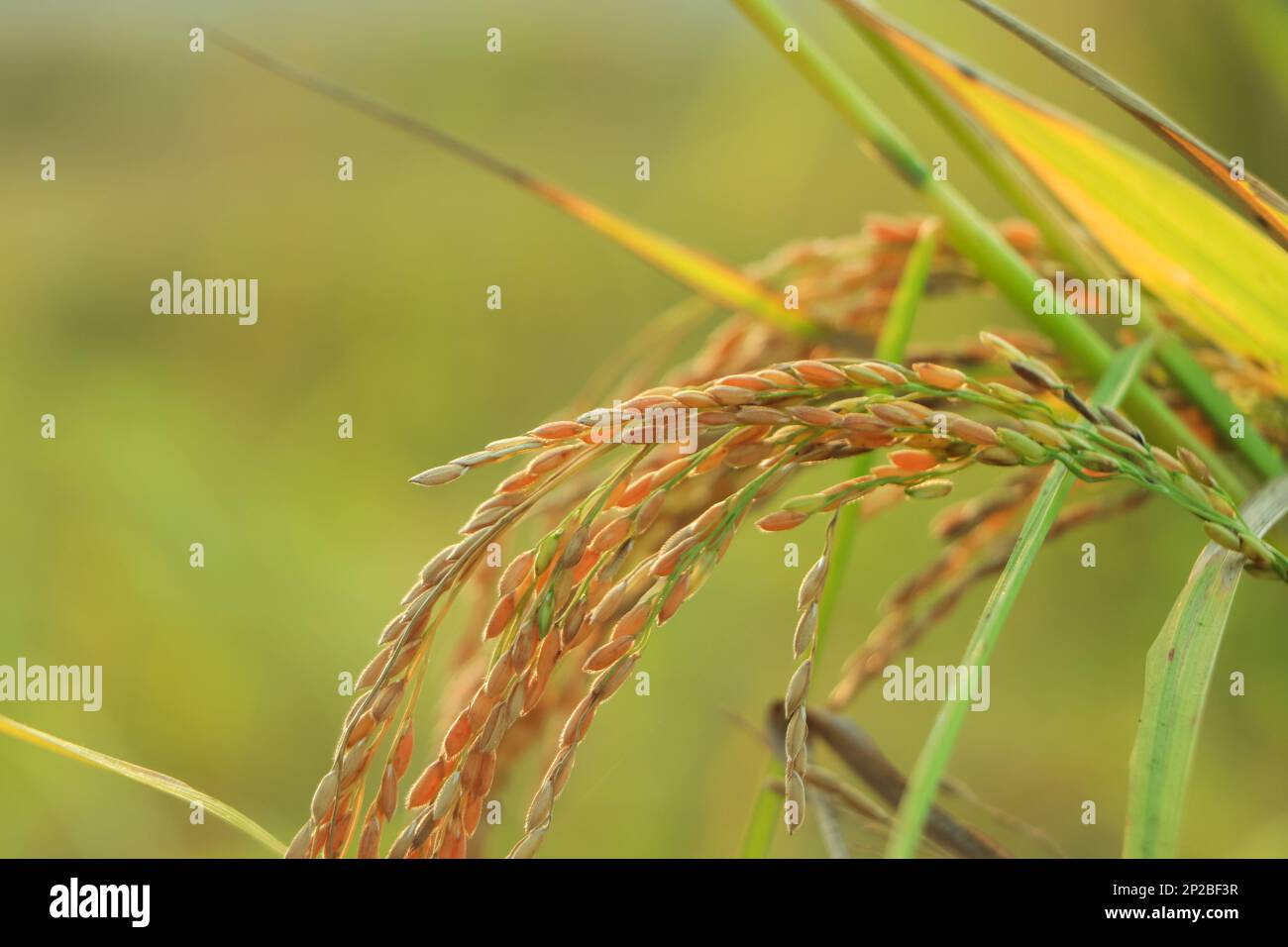 Ear of rice. Close-up to rice seeds in ear of paddy. Beautiful golden ...