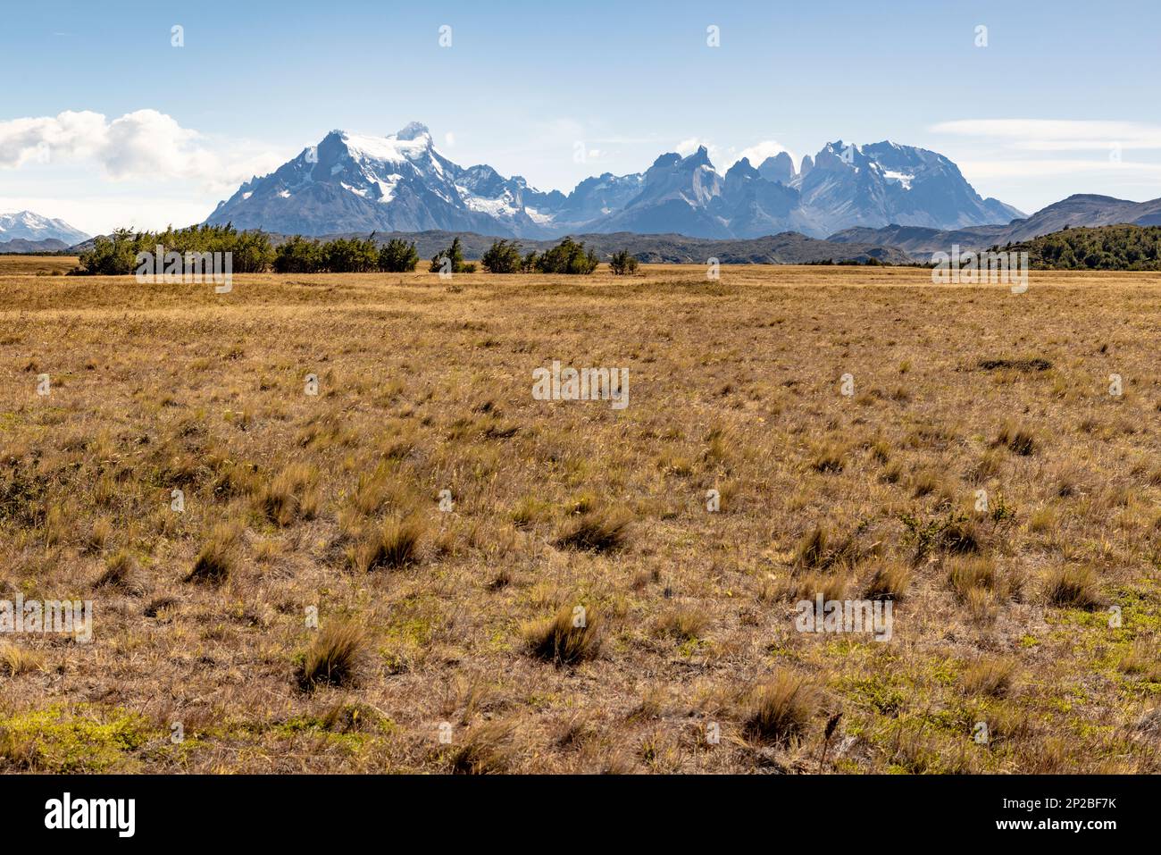 Golden Pampas and snowy mountains of Torres del Paine National Park in ...