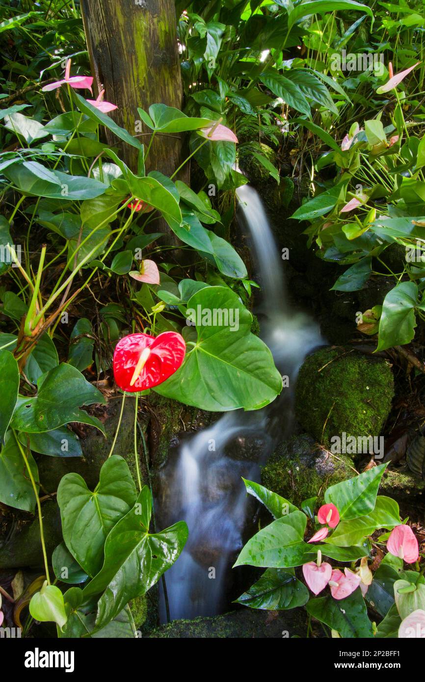 ADVANCE FOR WEEKEND - David Yearian's extensive garden is seen in ...