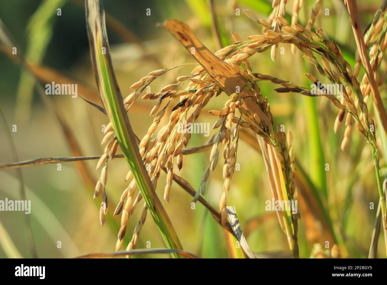 Ear of rice. Close-up to rice seeds in ear of paddy. Beautiful golden ...