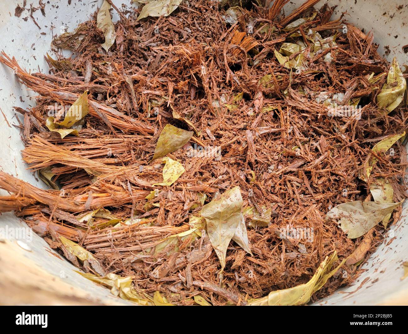 Shredded Ayahuasca Root from the Peruvian Amazon is Simmered over an ...