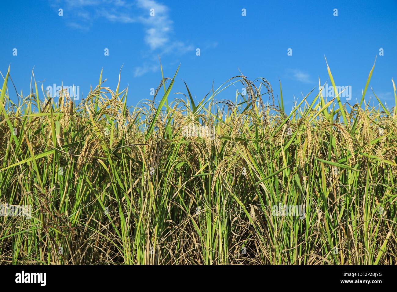 Ears of rice and blue sky. Close-up of the rice ears Stock Photo - Alamy