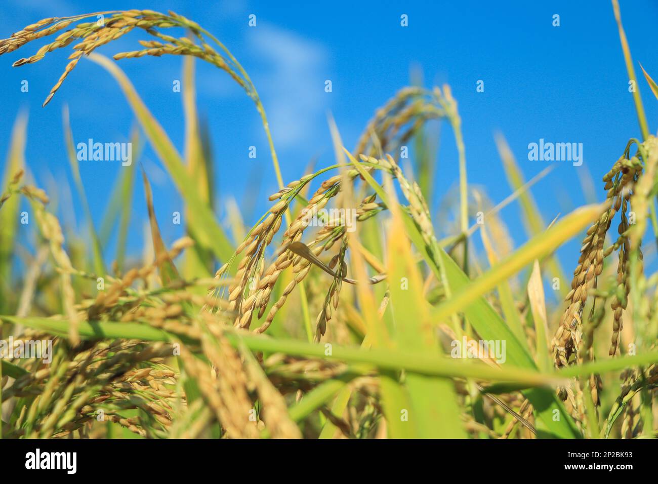 Ripe rice field and sky background at sunset time with sun rays Stock ...