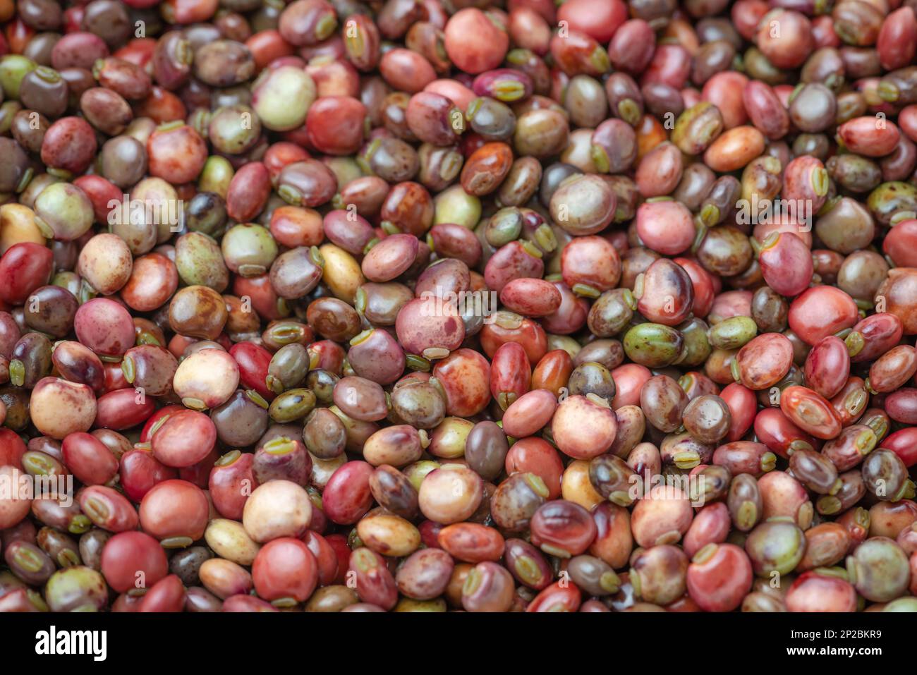 Pigeon peas background spread out fresh out of the pods Stock Photo - Alamy