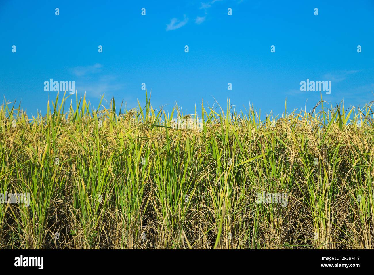 Ripe rice field and sky background at sunset time with sun rays Stock ...
