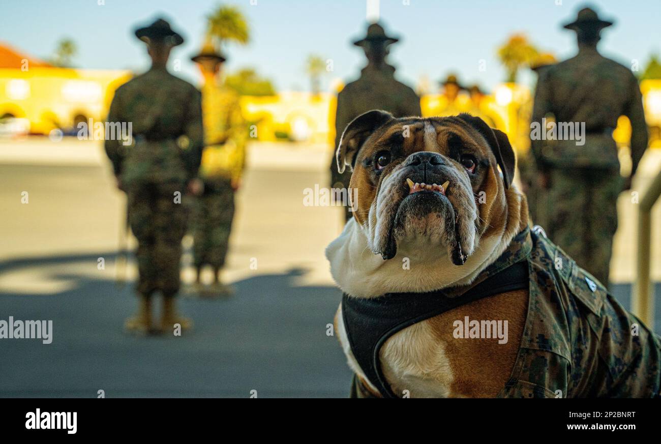 U.S Marine Corps Cpl. Manny, the mascot of Marine Corps Recruit Depot ...