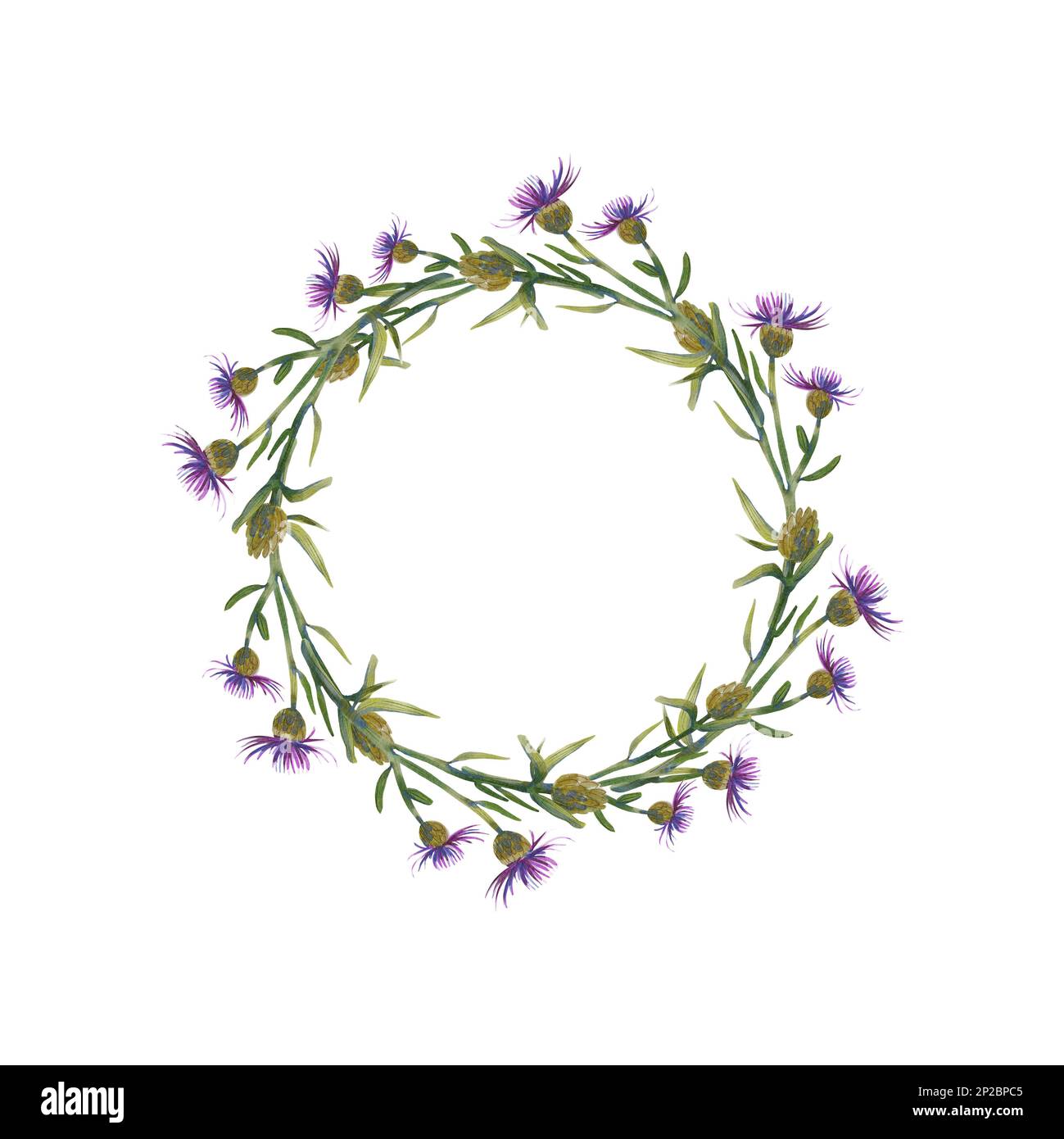Round frame of a field plant isolated on a white background. Watercolor ...