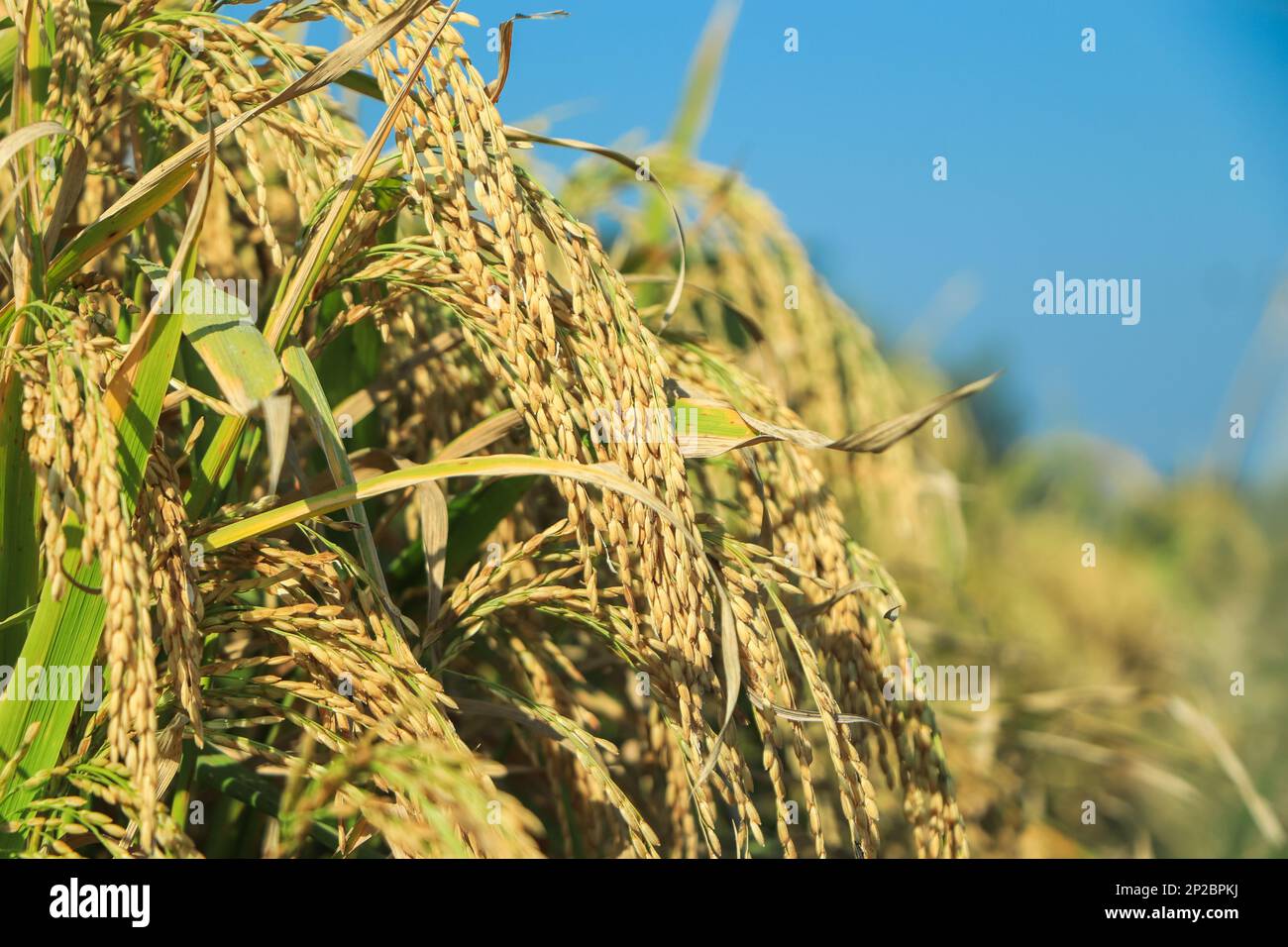 Ripe rice field and sky landscape on the farm Stock Photo - Alamy