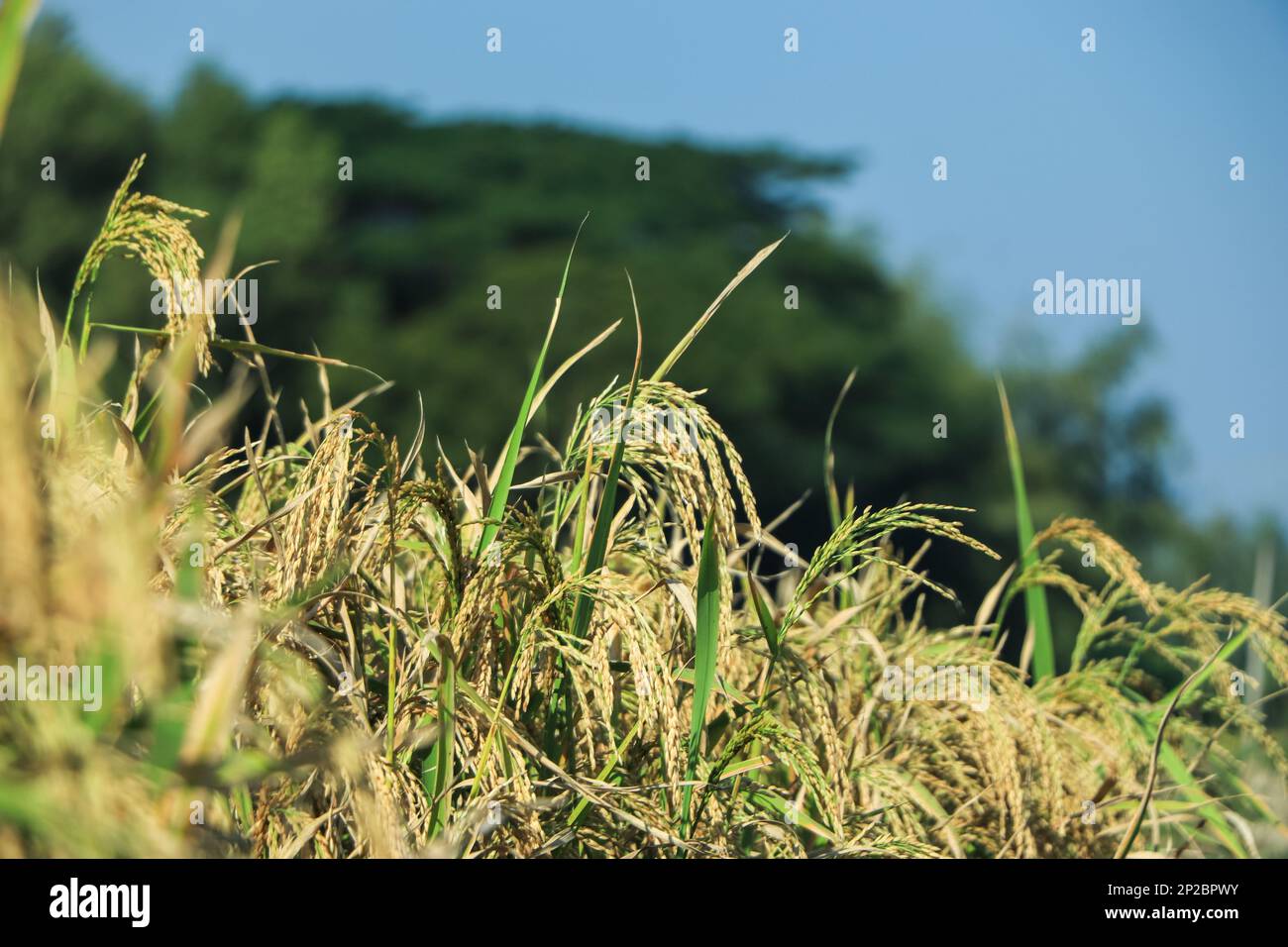 Ripe rice field and sky landscape on the farm Stock Photo - Alamy