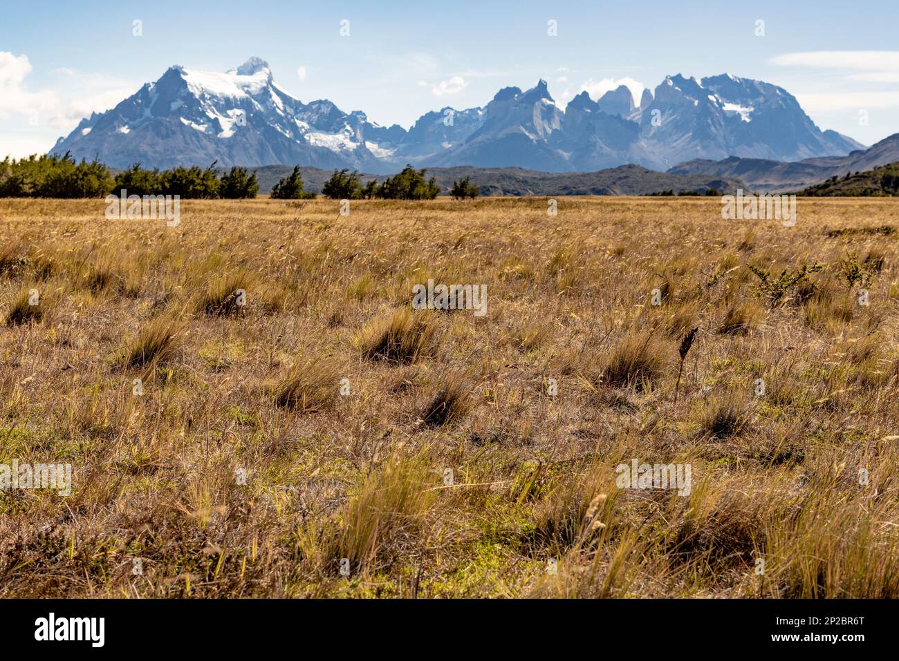 Golden Pampas and snowy mountains of Torres del Paine National Park in ...