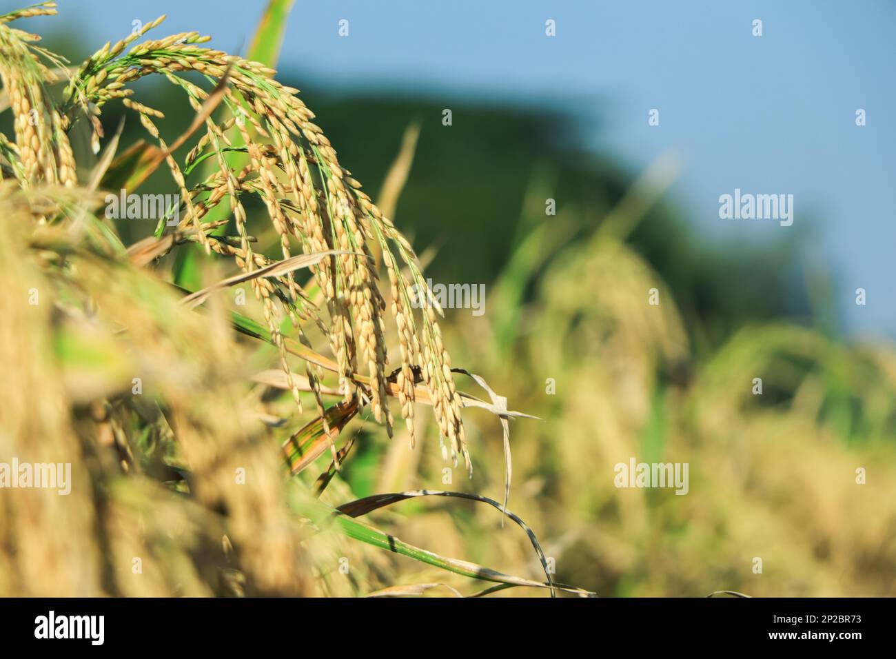 Ears of rice and blue sky. Close-up of the rice ears Stock Photo - Alamy