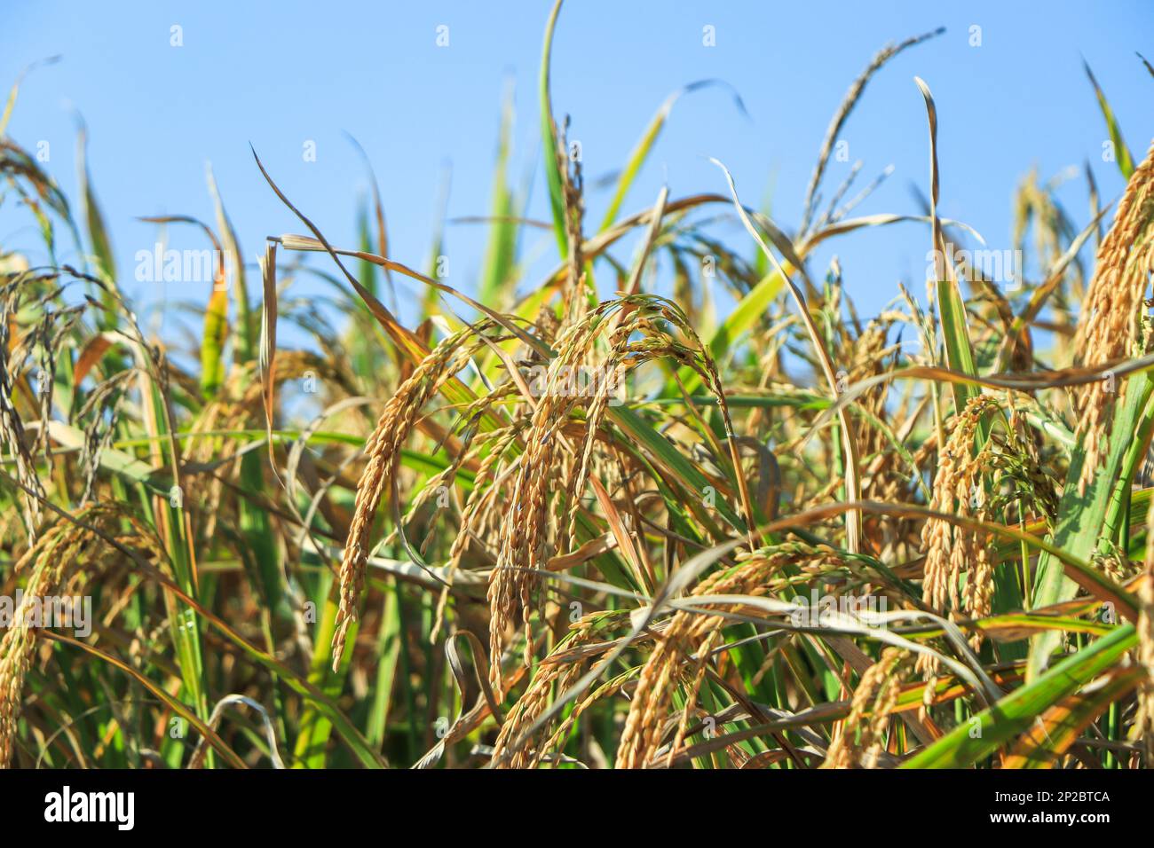Ears of rice and blue sky. Close-up of the rice ears Stock Photo - Alamy