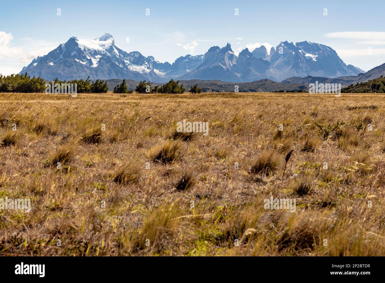 Golden Pampas and snowy mountains of Torres del Paine National Park in ...