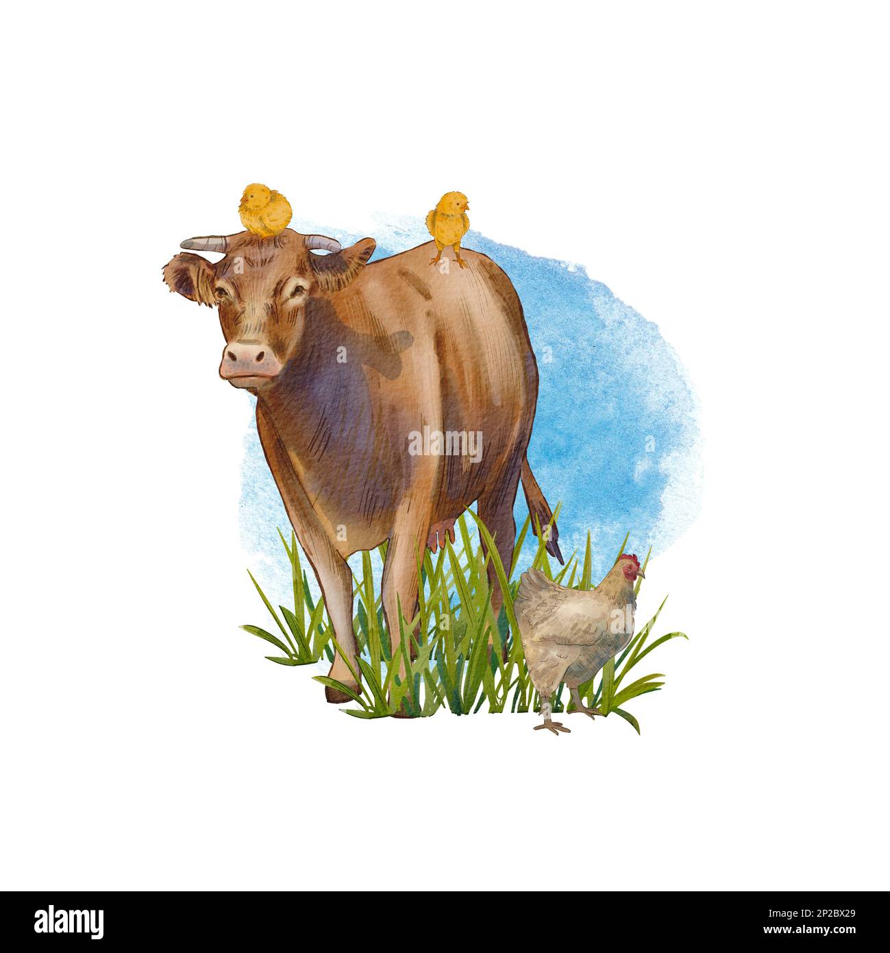 Yellow chickens on the back of a cow and next to a chicken isolated on ...