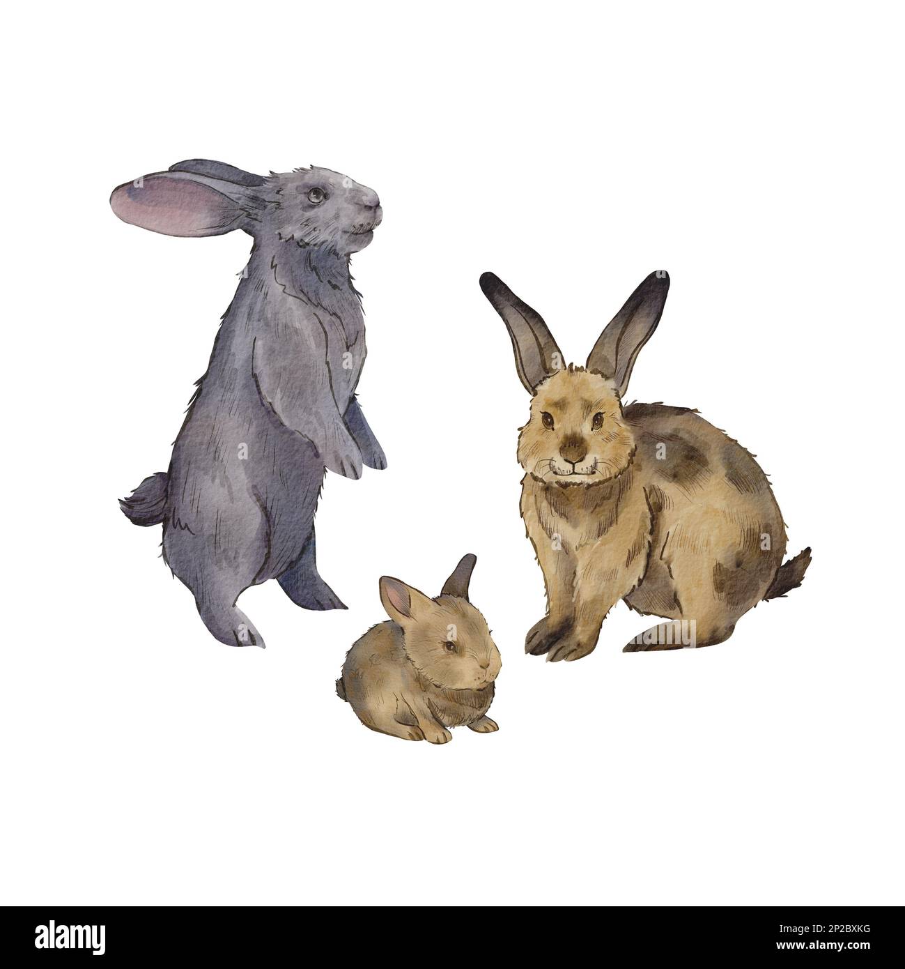 A set of realistic rabbits on a white background. Watercolor ...
