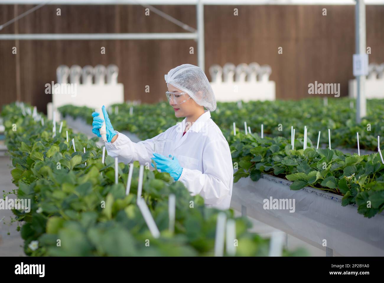 Young asian woman check water quality for cultivation strawberry with ...