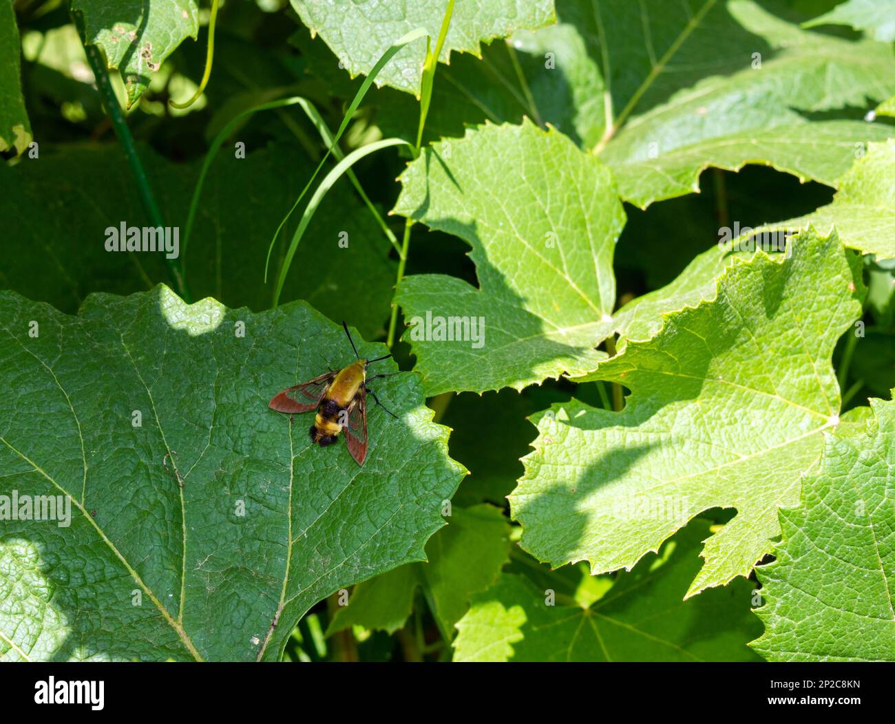 This sphinx moth, known as a snowberry clearwing, contrasts nicely as ...