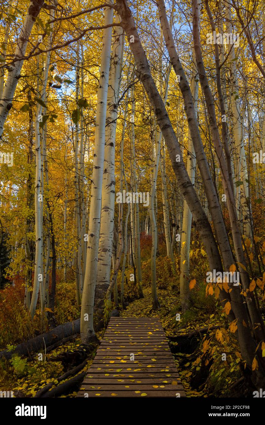 Fall forest path bridge hi-res stock photography and images - Alamy