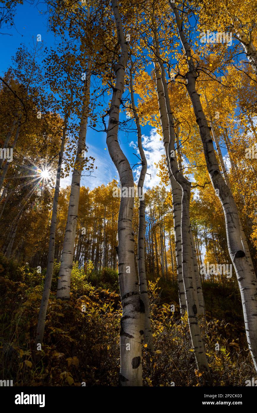 Sun shining through the fall aspen trees Vail Colorado Stock Photo - Alamy