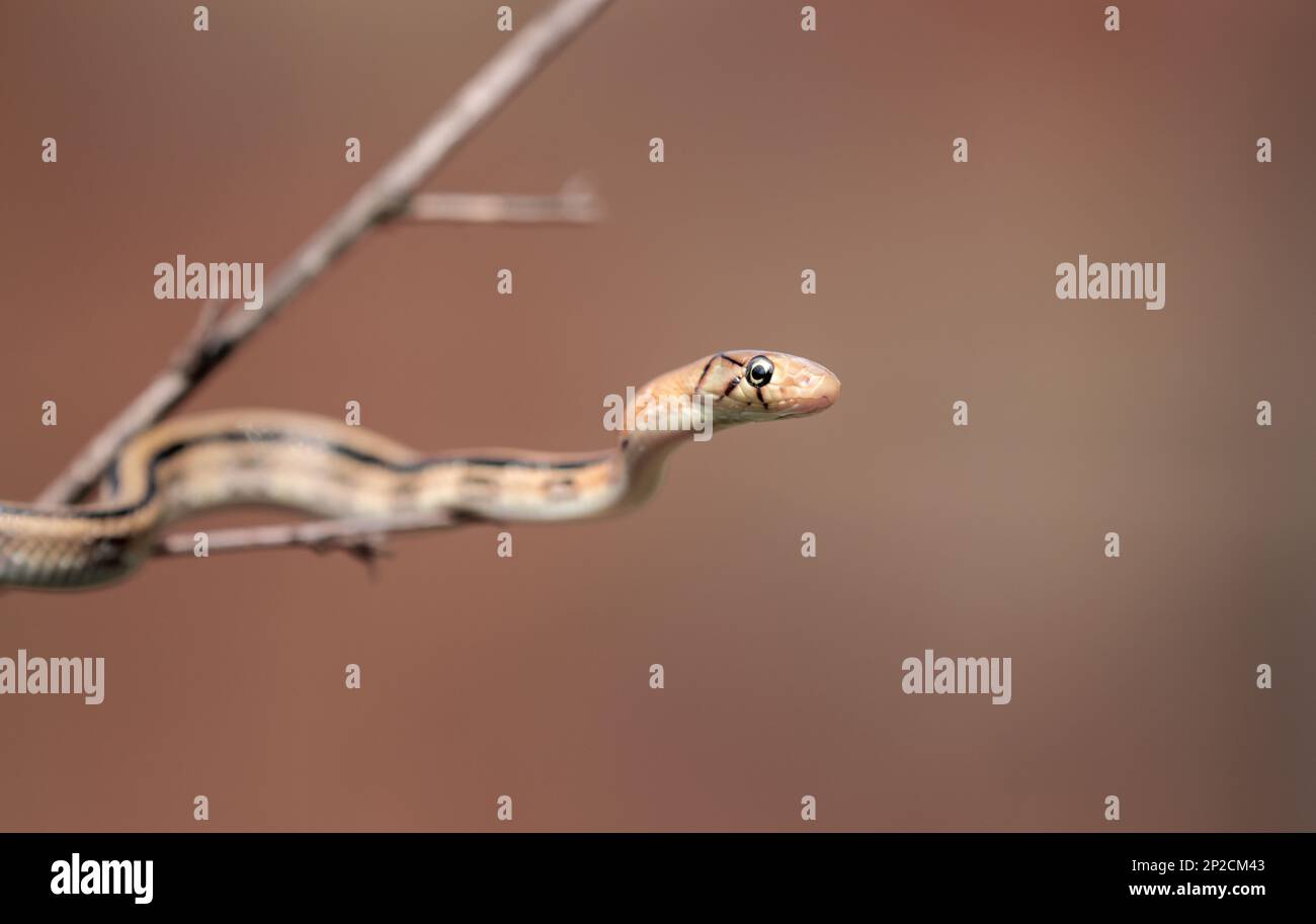 copperhead rat snake, or copper-headed trinket snake (juvenile).copper ...