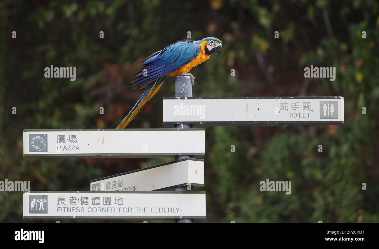 Parrot stands hi-res stock photography and images - Alamy