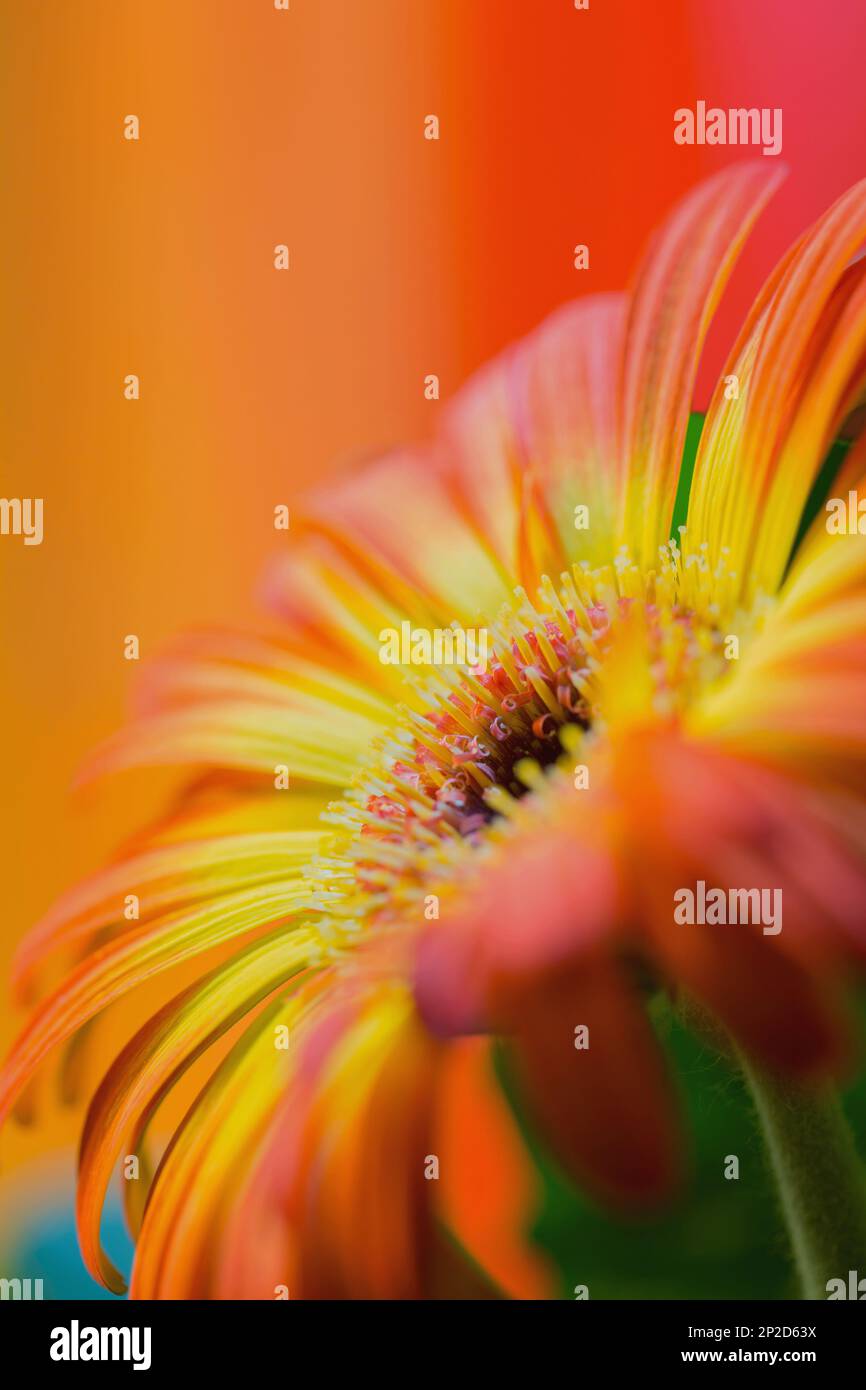 Daisy flower photograph hi-res stock photography and images - Alamy