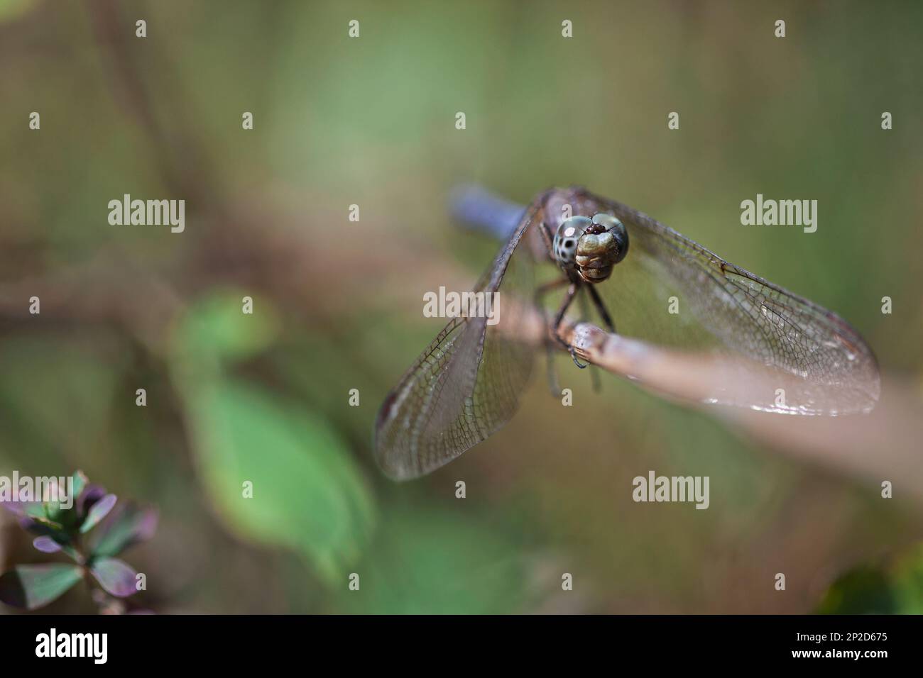 Dragonfly facing camera hi-res stock photography and images - Alamy