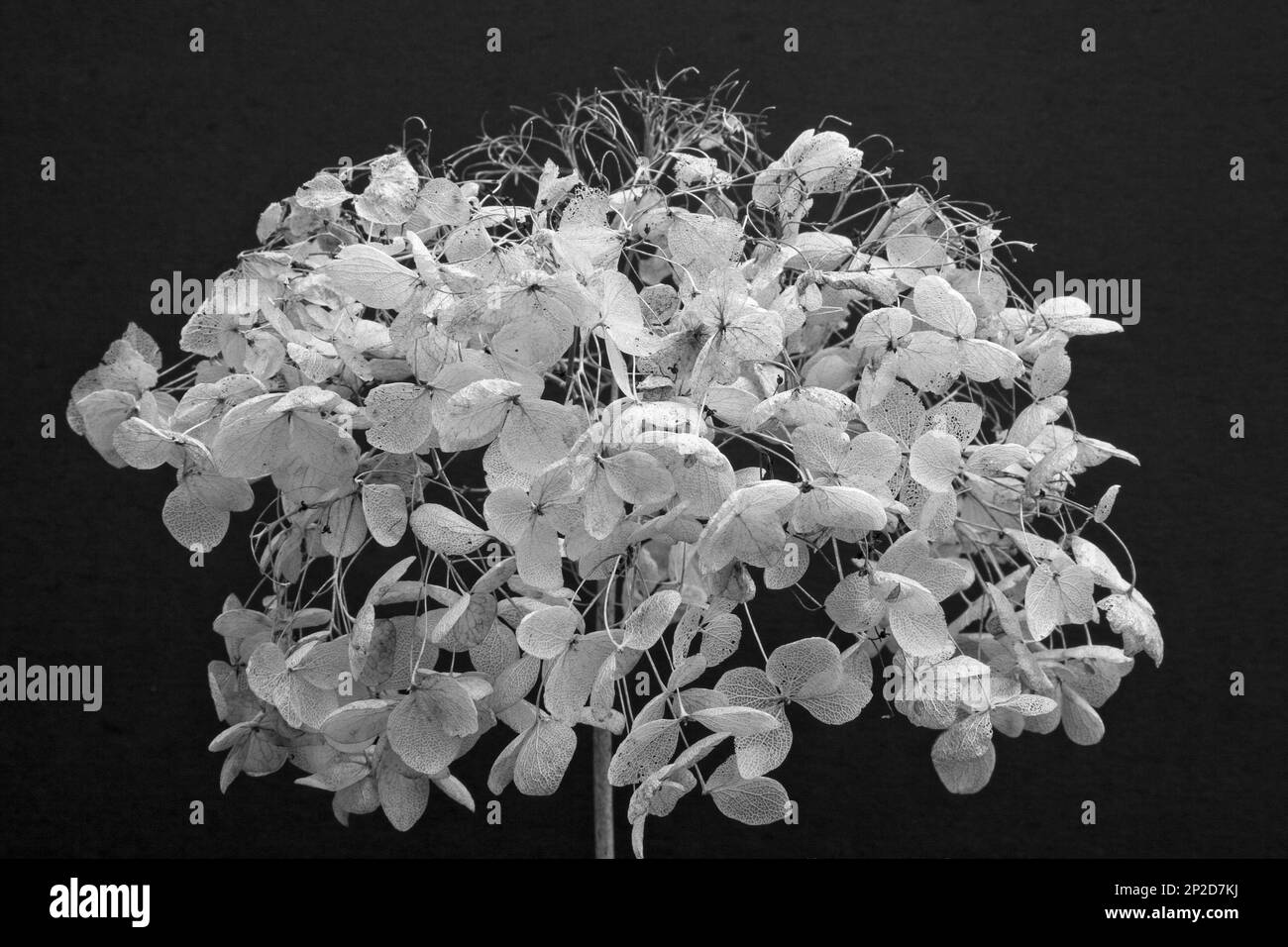 The textures and patterns of a dead house plant in black and white ...