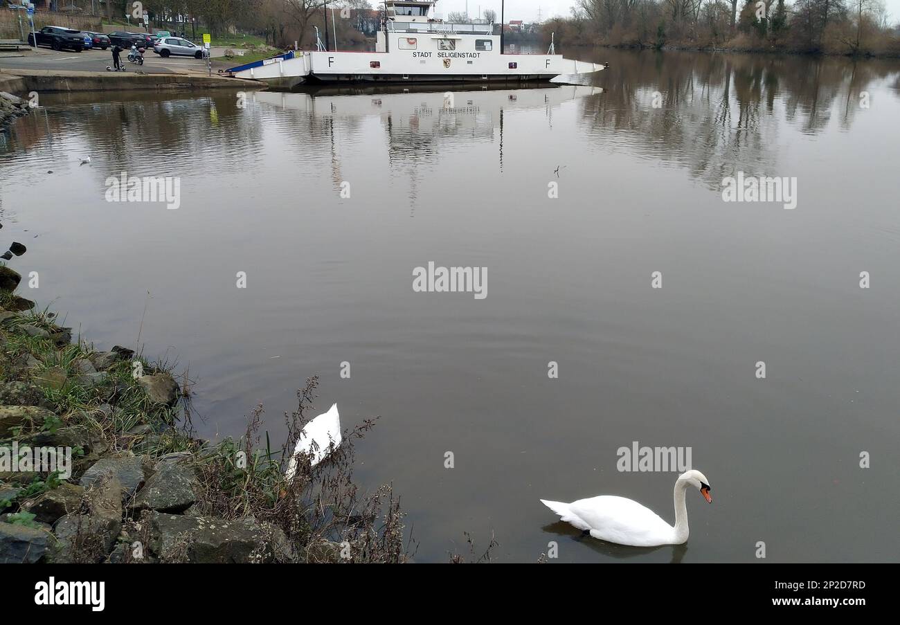 White swans on the river Main, ferry boat connecting Hessian and ...