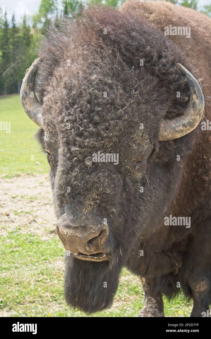 A close-up image of the face of a captive American bison Stock Photo ...