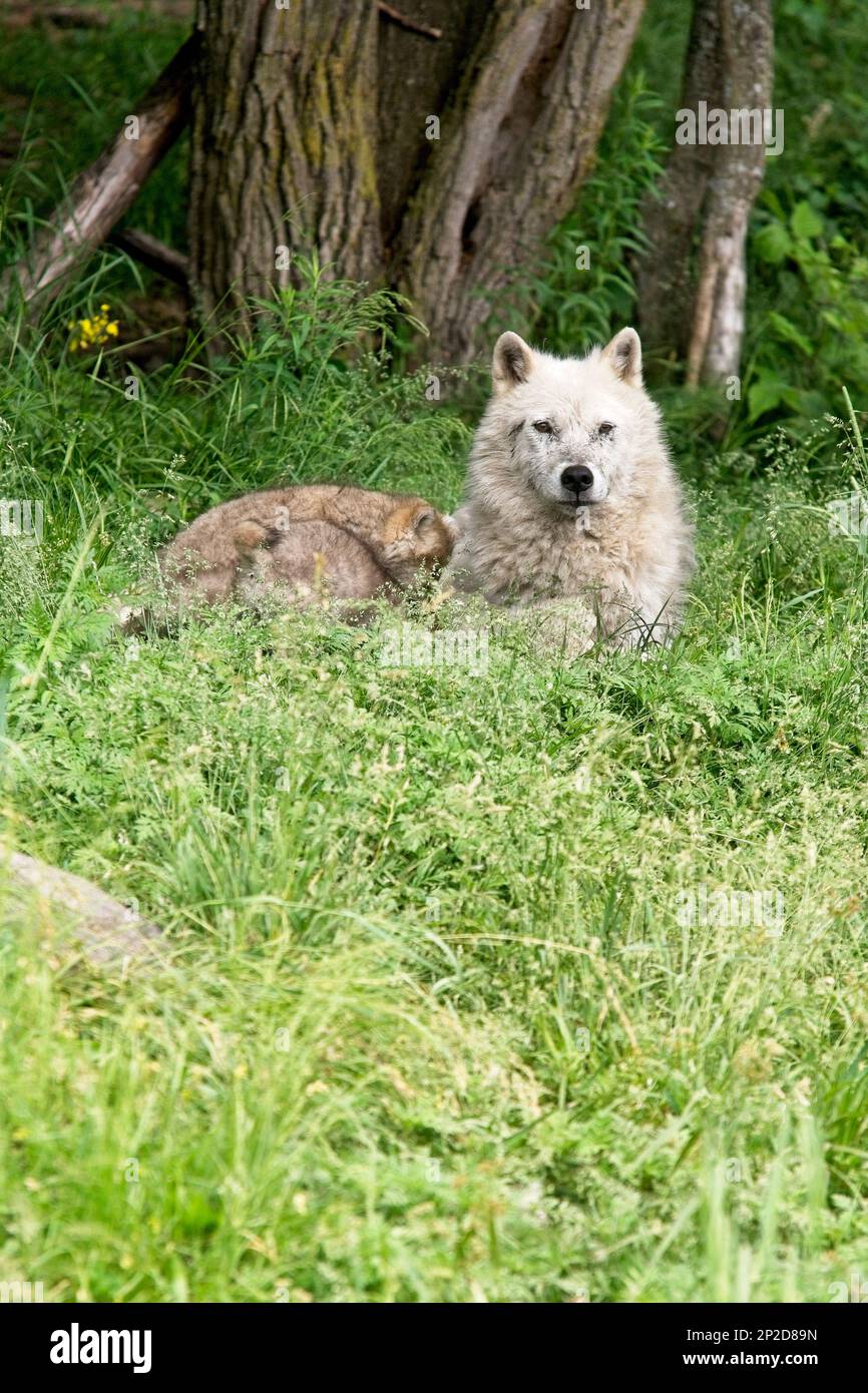 A female arctic wolf laying in the lush green grass nursing her two ...