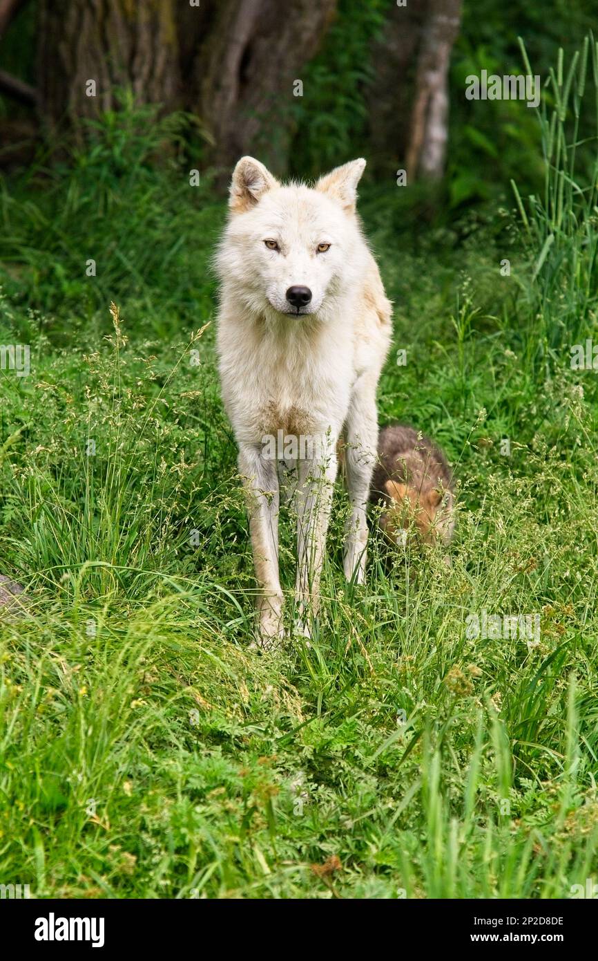 Female White Wolf