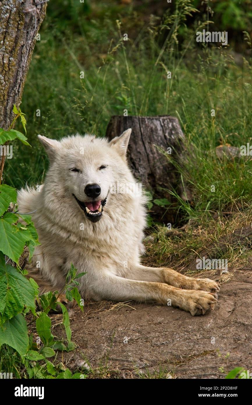 A male Arctic Wolf laying on a rock in the lush foliage Stock Photo - Alamy