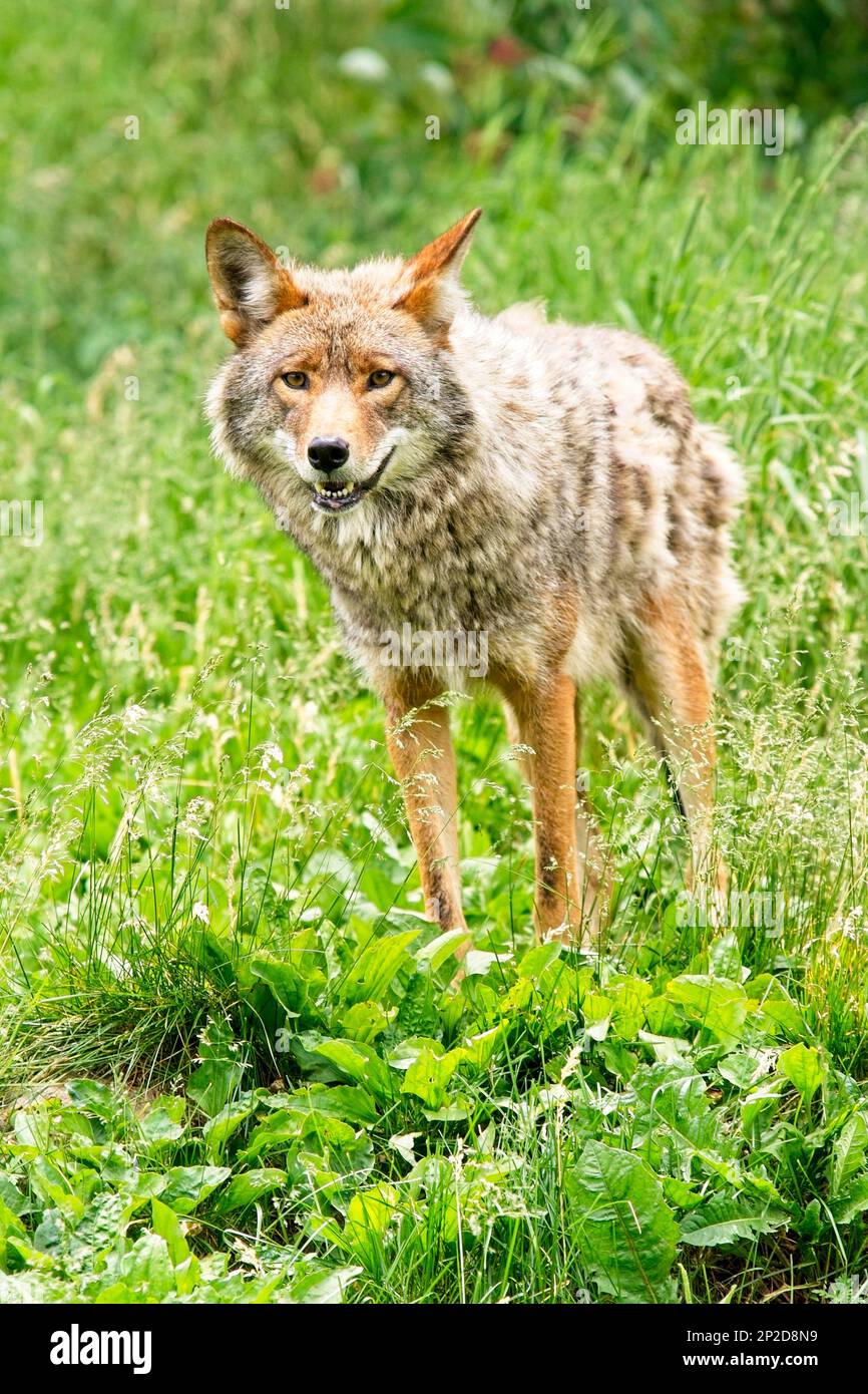 A beautiful coyote (Canis Latrans) standing in lush green foliage ...