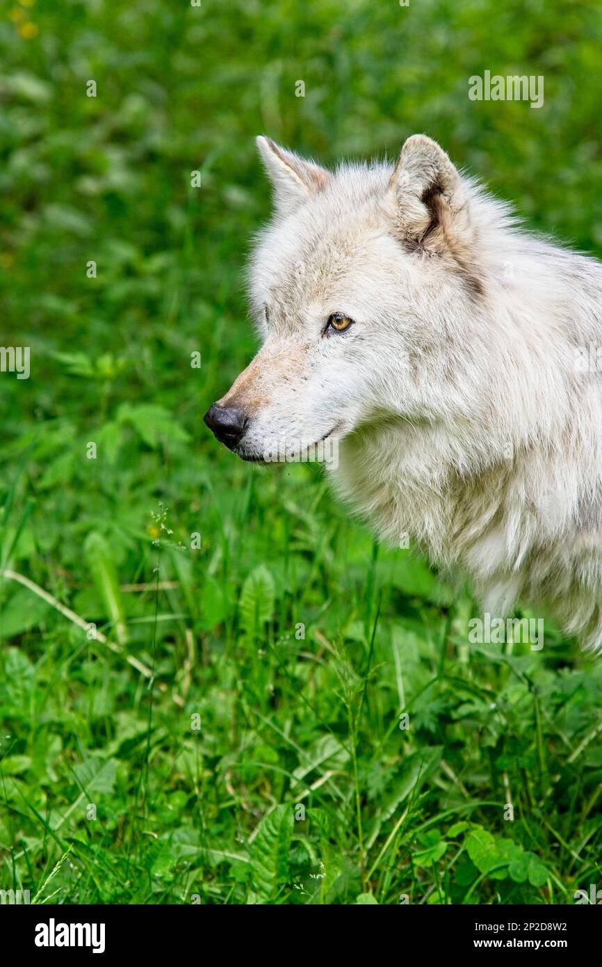 Profile photo of a beautiful Arctic wolf in green grass Stock Photo - Alamy