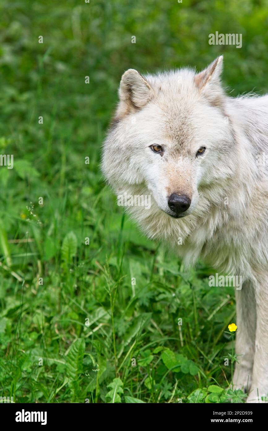 Wolf Looking Over Shoulder