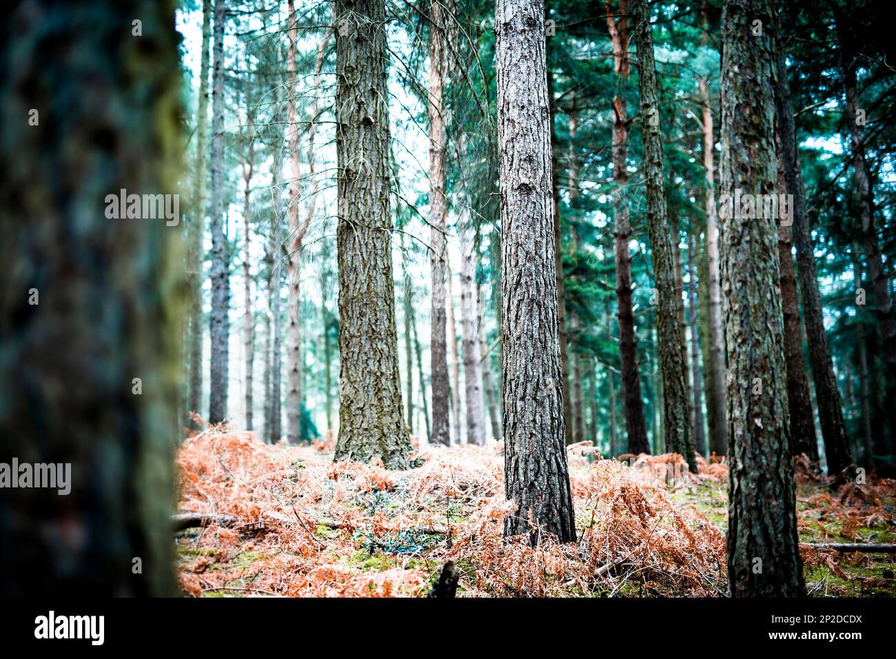 Kinver snow hi-res stock photography and images - Alamy