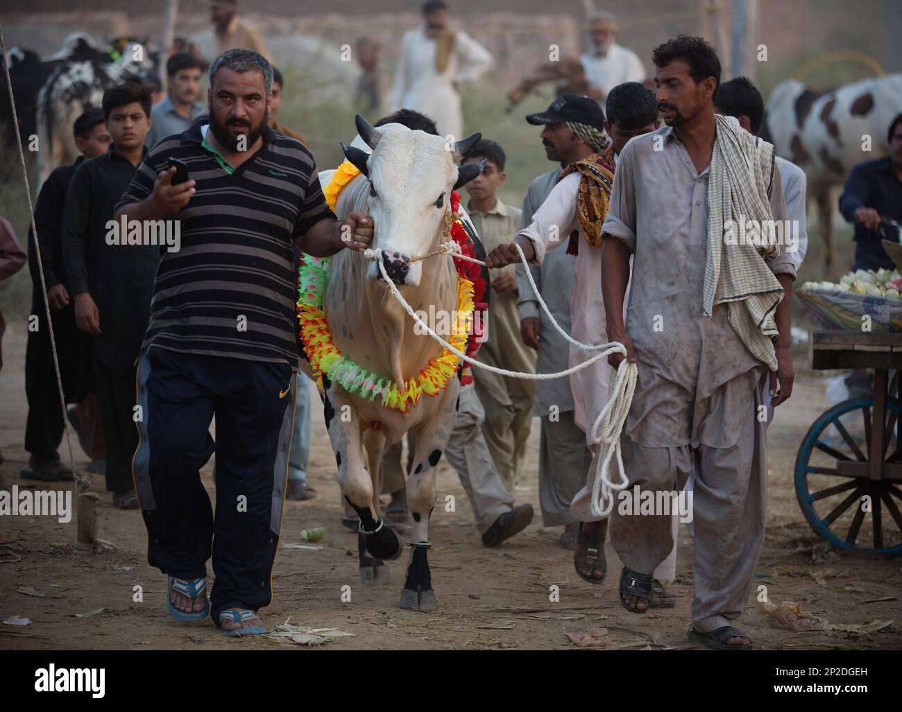 Pakistani customers moves a cow they bought from a market to sacrifice ...