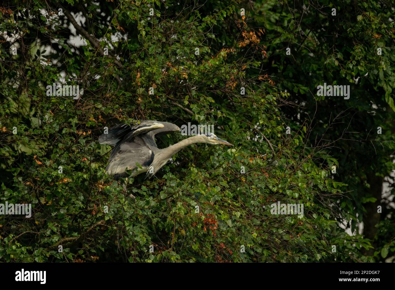 grey heron, flying from a tree, close up, in the uk in winter Stock ...